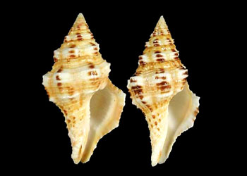 蛾螺总科 Buccinacea 蓝色动物学（中国动物学科普）